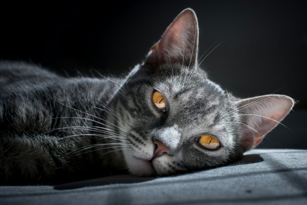 Understanding Feline Urinary Tract Disease - Ultimates