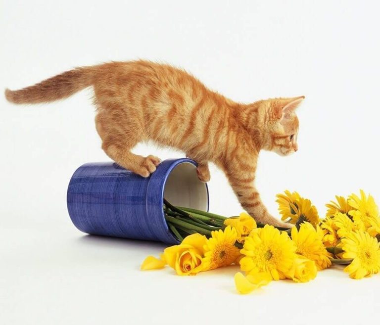 Why Cats Knock Things Over - Ultimates