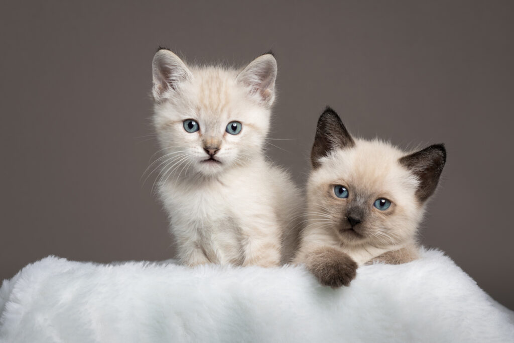 5 Causes of Excessive Hunger in Cats - Ultimates