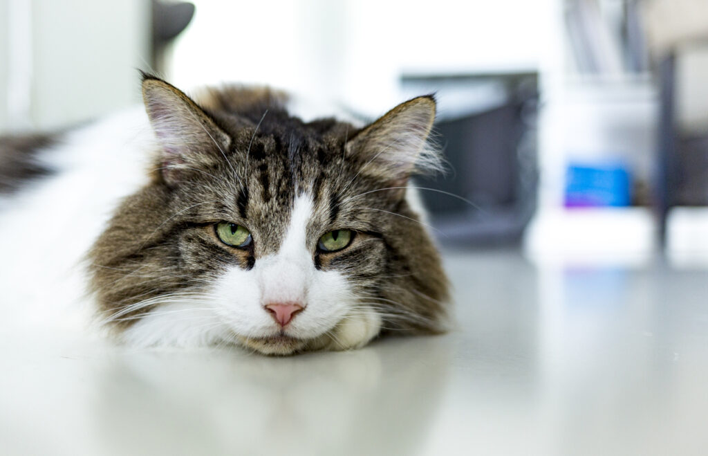 5 Causes of Excessive Hunger in Cats - Ultimates